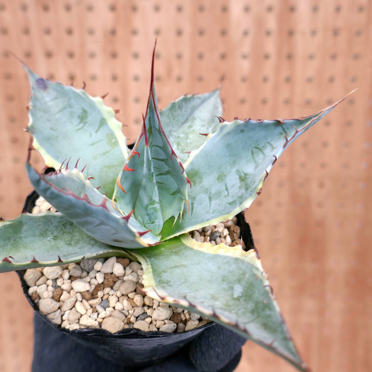 2311-05 特選 カリフォルニア輸入株 アガベ パラサナ シースター agave parrasana sea star オバティサナ オバティフォリア(アガベ)｜売買されたオークション情報 ...