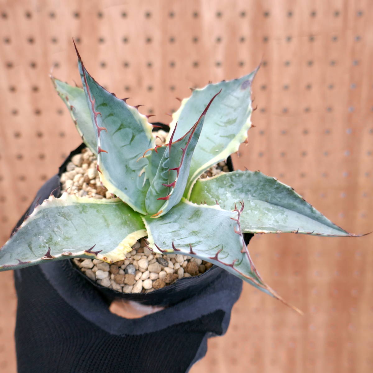 2311-05 特選 カリフォルニア輸入株 アガベ パラサナ シースター agave parrasana sea star オバティサナ オバティフォリア(アガベ)｜売買されたオークション情報 ...