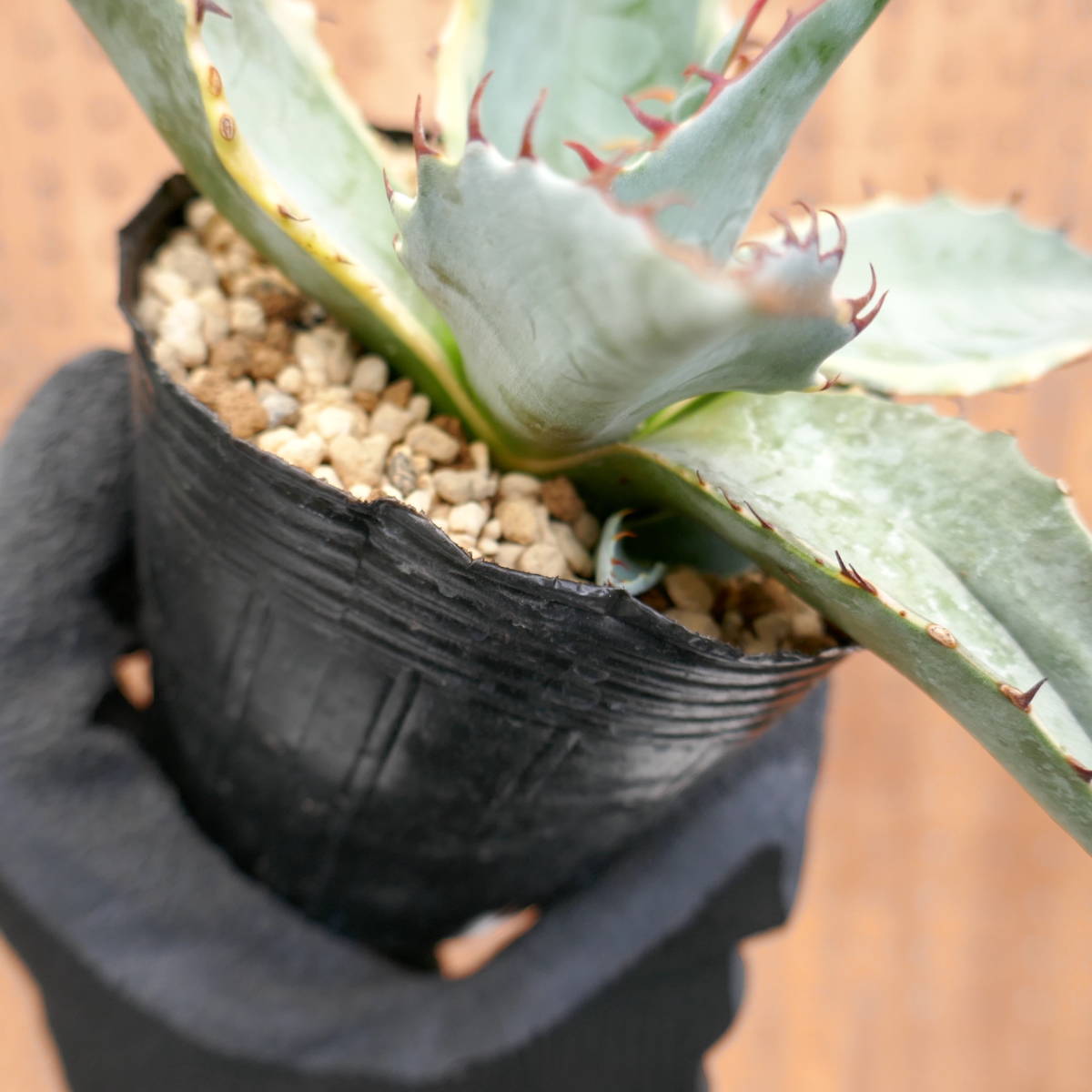 2311-05 特選 カリフォルニア輸入株 アガベ パラサナ シースター agave parrasana sea star オバティサナ オバティフォリア(アガベ)｜売買されたオークション情報 ...