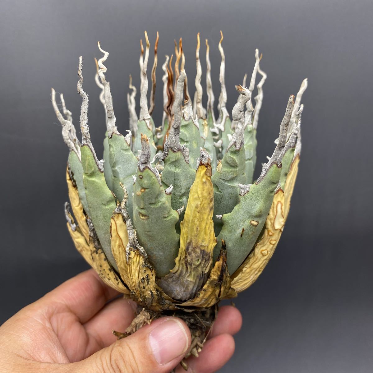 Yahoo!オークション - S1031-1 陽炎蕾形厚肉粗曲棘 アガベ ユタエンシ...