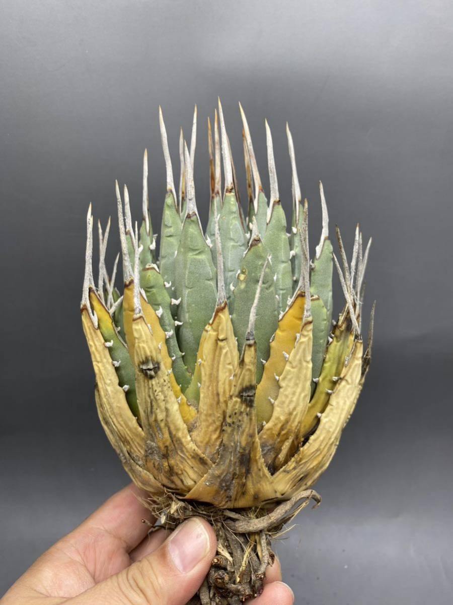 Yahoo!オークション - S1031-6 陽炎蕾形厚肉粗曲棘 アガベ ユタエンシ...