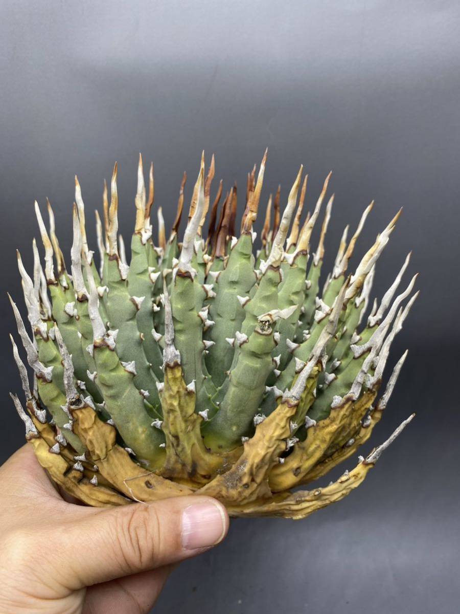 Yahoo!オークション - S1031-20 陽炎蕾形厚肉粗曲棘 アガベ ユタエンシ...