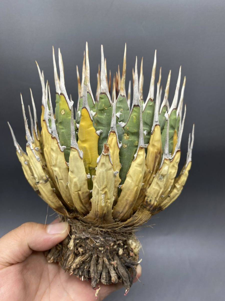 Yahoo!オークション - S1031-39 陽炎蕾形厚肉粗曲棘 アガベ ユタエンシ...