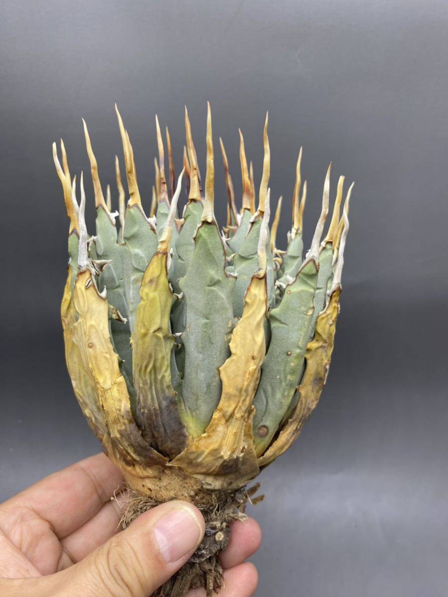 Yahoo!オークション - S1031-52 陽炎蕾形厚肉粗曲棘 アガベ ユタエンシ...