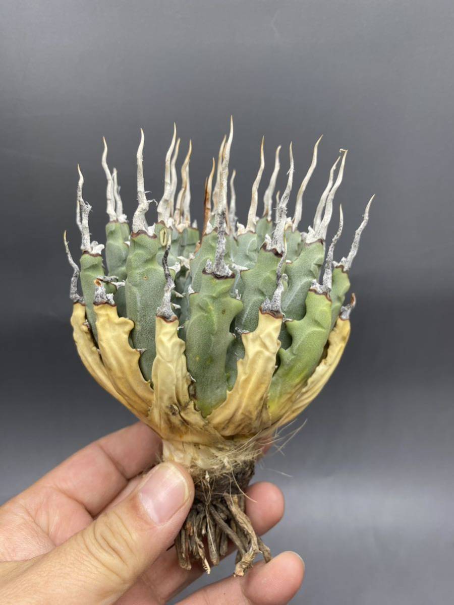 Yahoo!オークション - S1031-80 陽炎蕾形厚肉粗曲棘 アガベ ユタエンシ...