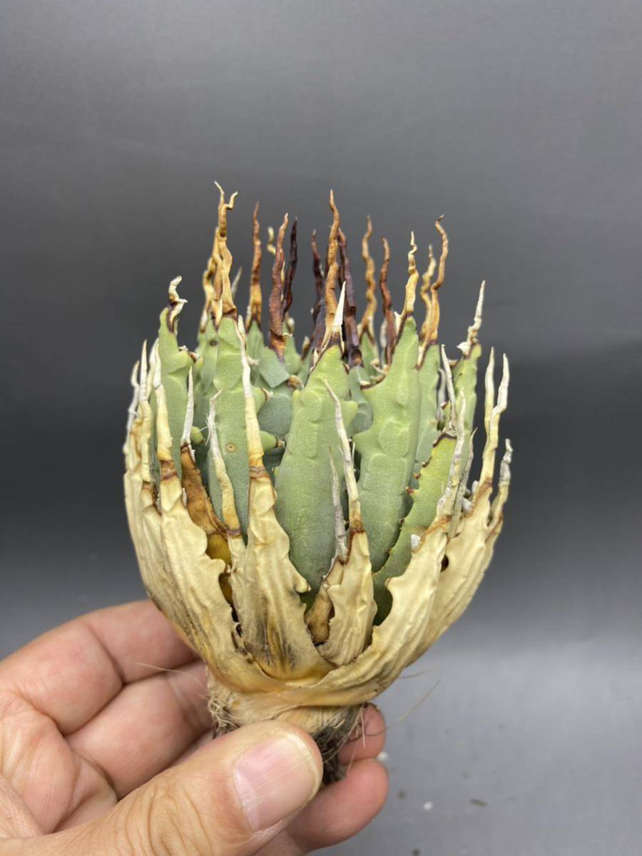 Yahoo!オークション - S1031-97 陽炎蕾形厚肉粗曲棘 アガベ ユタエンシ...