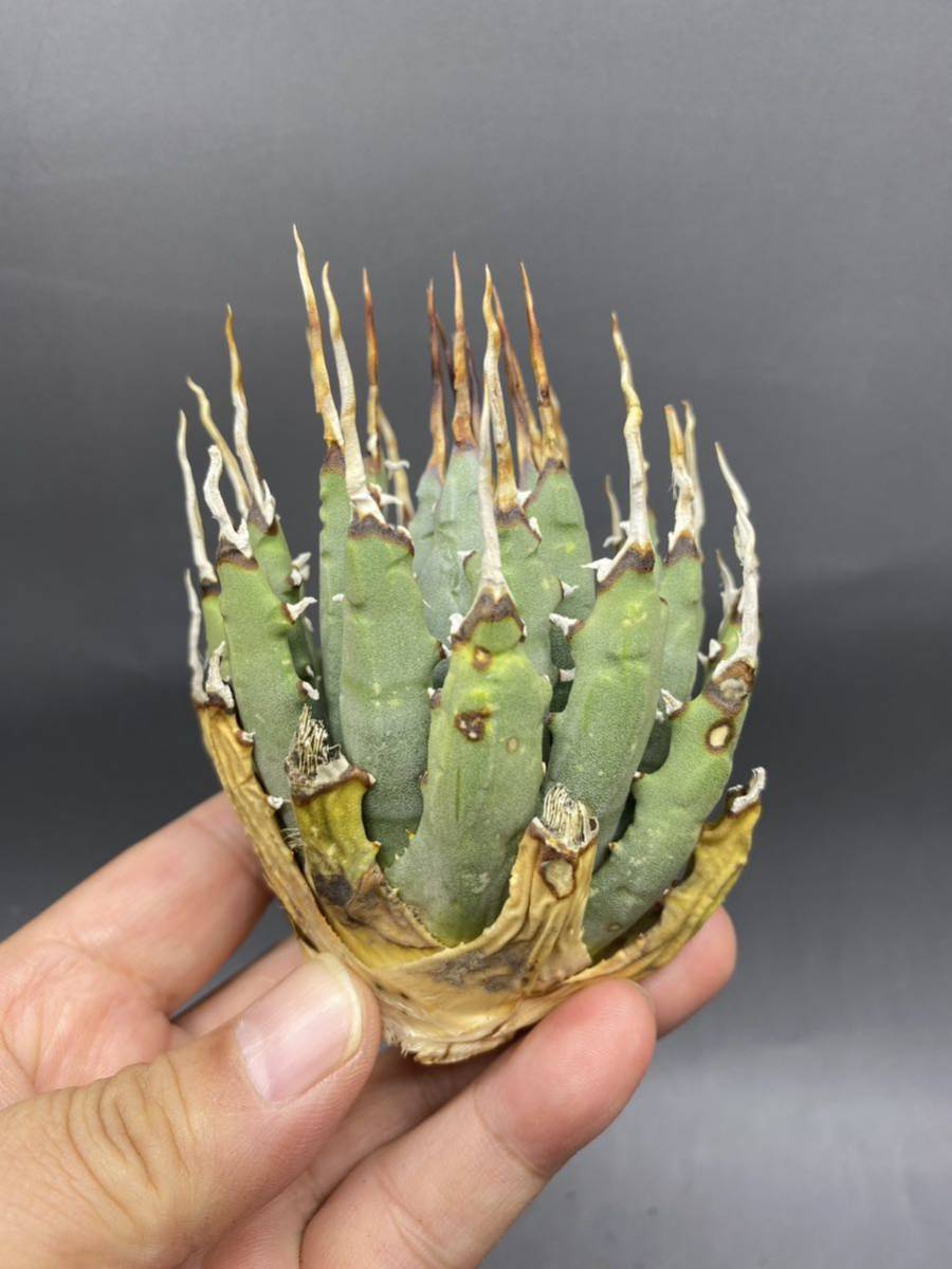 Yahoo!オークション - S1031-99 陽炎蕾形厚肉粗曲棘 アガベ ユタエンシ...