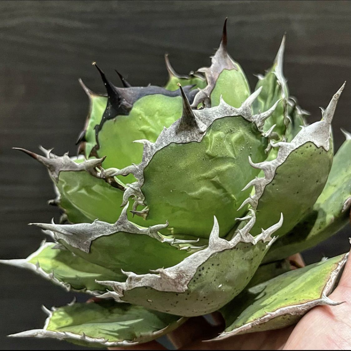 Yahoo!オークション - hp 40 アガベ チタノタ シャークソード osp育成...