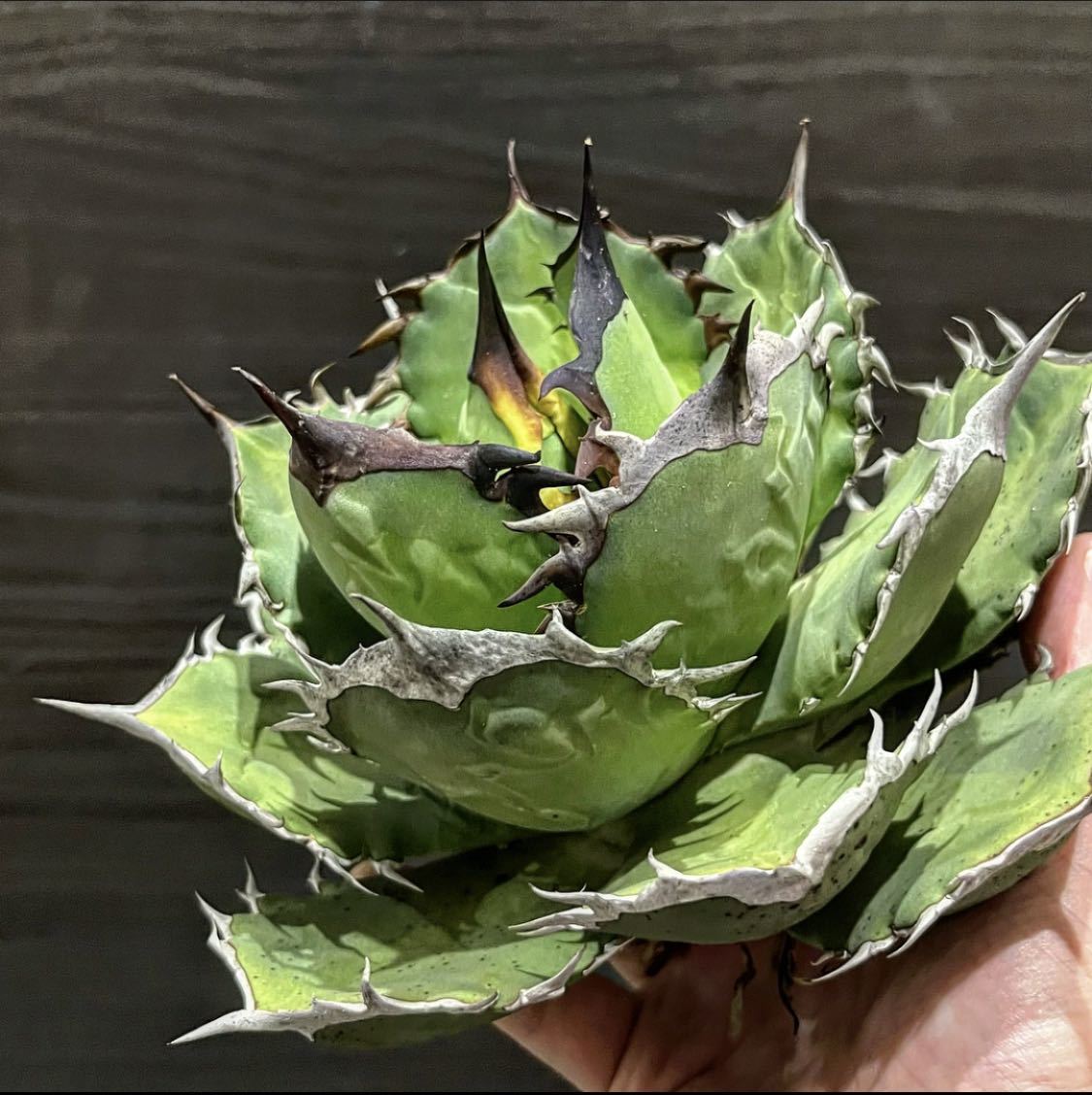 Yahoo!オークション - hp 40 アガベ チタノタ シャークソード osp育成...