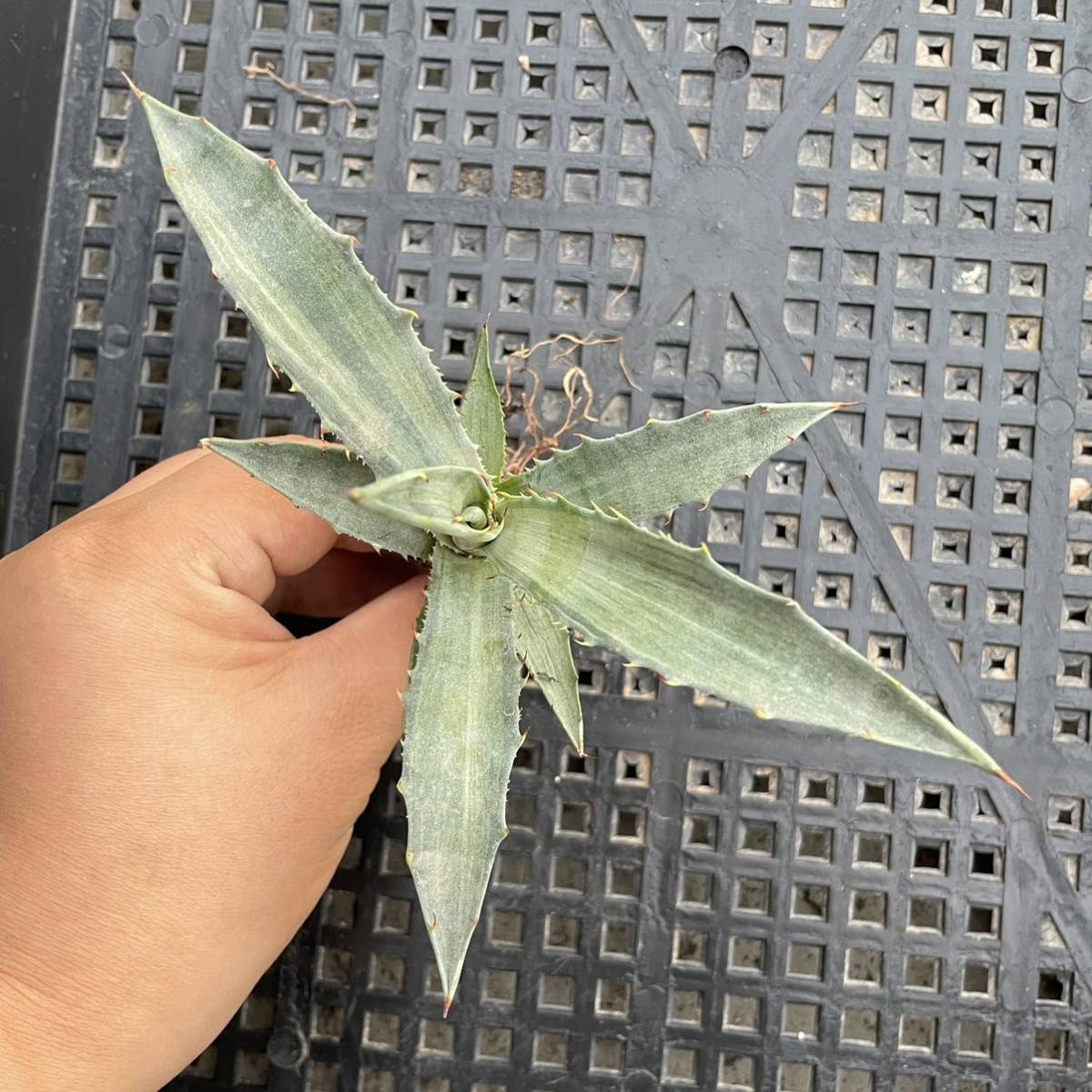 Yahoo!オークション - A107 アガベ スノーデビル 美株