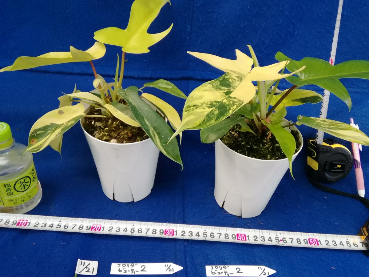 Yahoo!オークション - NO.1121 斑入り 古典 フィロデンドロン フロリダ...