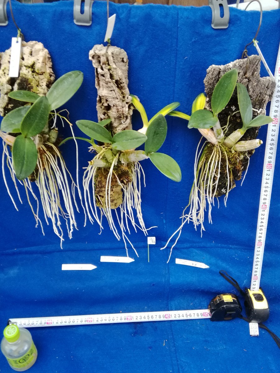 No.1042 原種 ラン 斑入り 古典 デンドロ 斑入Den.スペシオサム コンパクタ 丹頂鶴 3ヶセット(ラン)｜売買されたオークション情報、yahooの商品情報をアーカイブ公開 ...