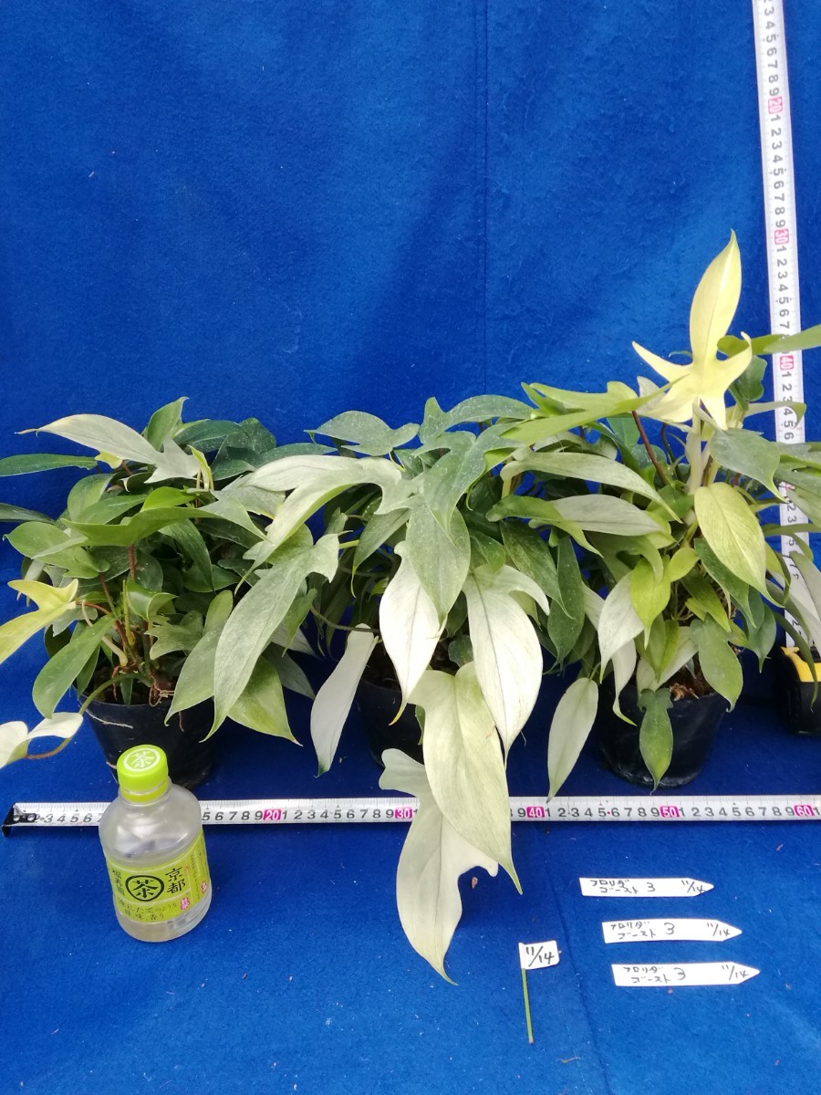 Yahoo!オークション - NO.1114 斑入り 古典 フィロデンドロン フロリダ...