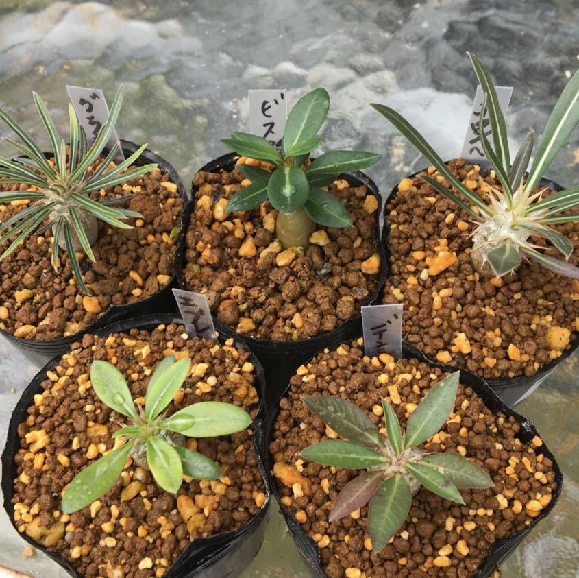 Yahoo!オークション - パキポディウム 5種類セット ①