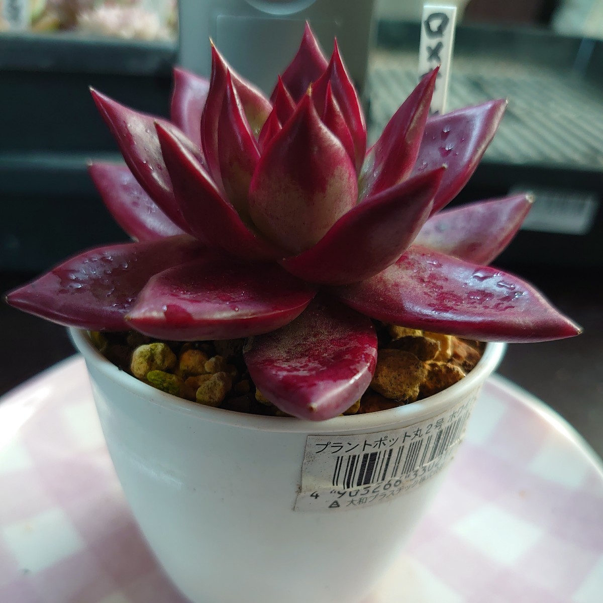 Yahoo!オークション - 多肉植物 エケベリア ロメオルビン E326