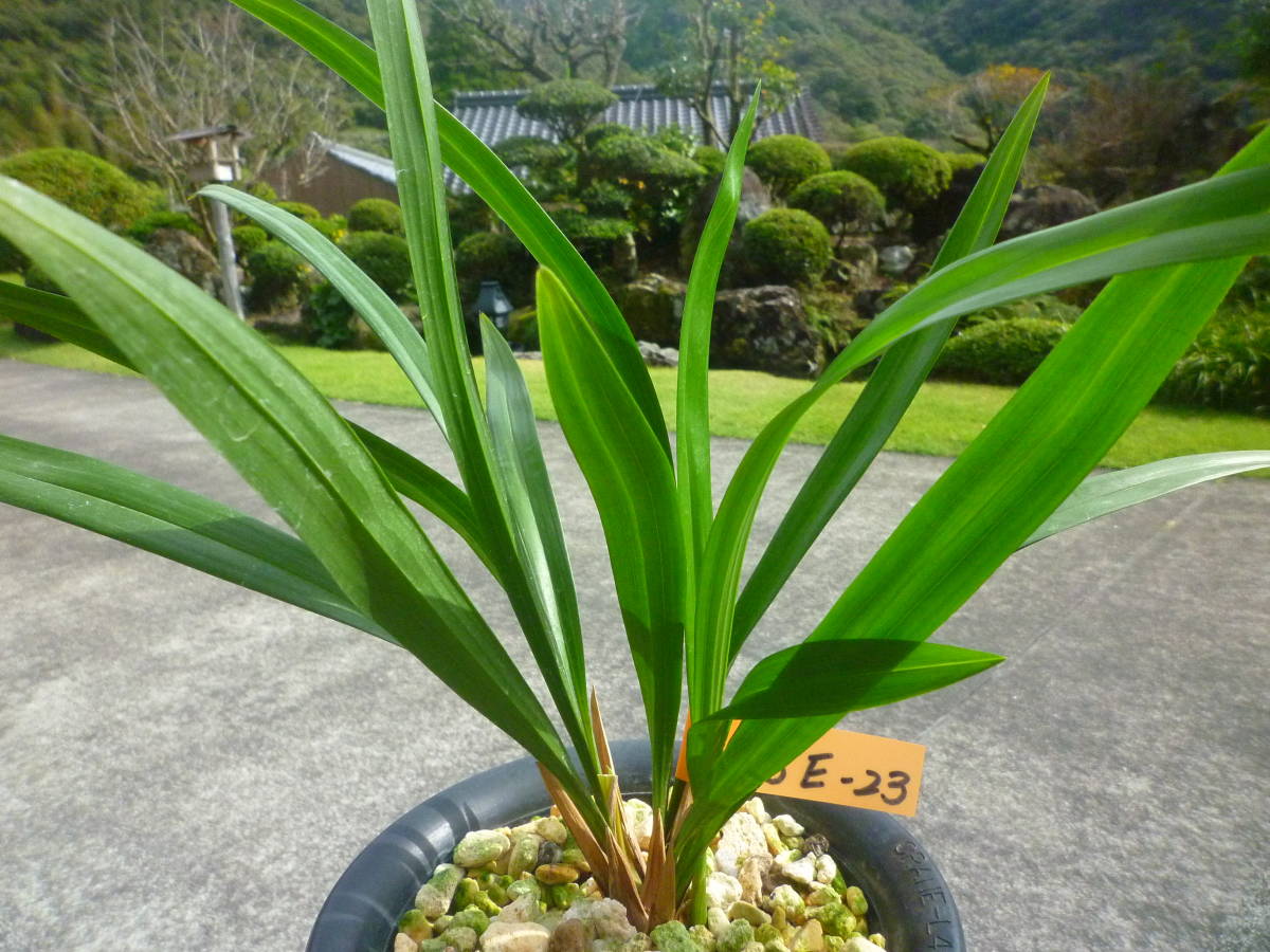 Yahoo!オークション - 土佐寒蘭 5E-23【整理品 不詳チャボ 新葉付き株...