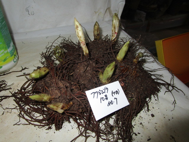 Yahoo!オークション - 山野草 福寿草10芽N07