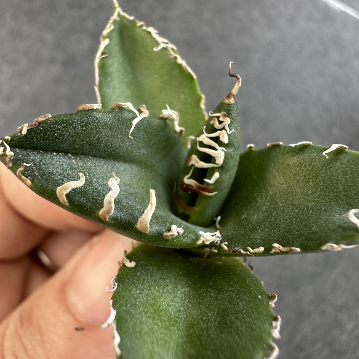 Yahoo!オークション - Q28 【パンダ園芸】アガベ チタノタ南アフリカダ...