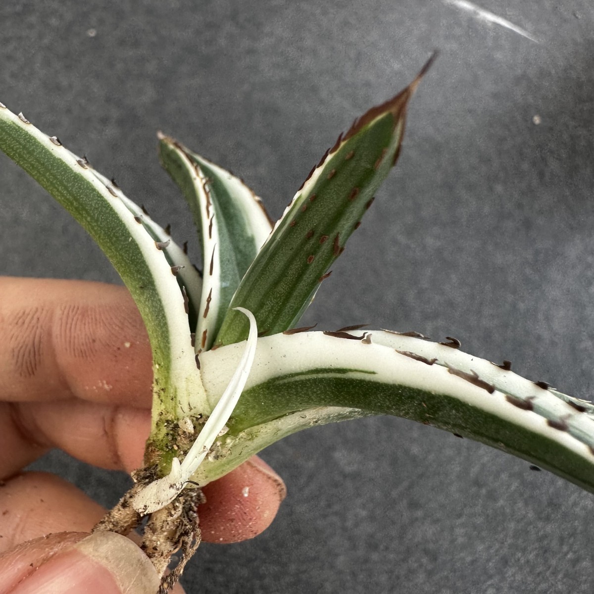 Yahoo!オークション - R27 【パンダ園芸】 アガベ チタノタ 氷山 発根...