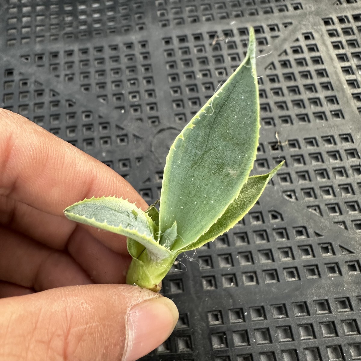 Yahoo!オークション - 69S アガベ オバティフォリア キラー