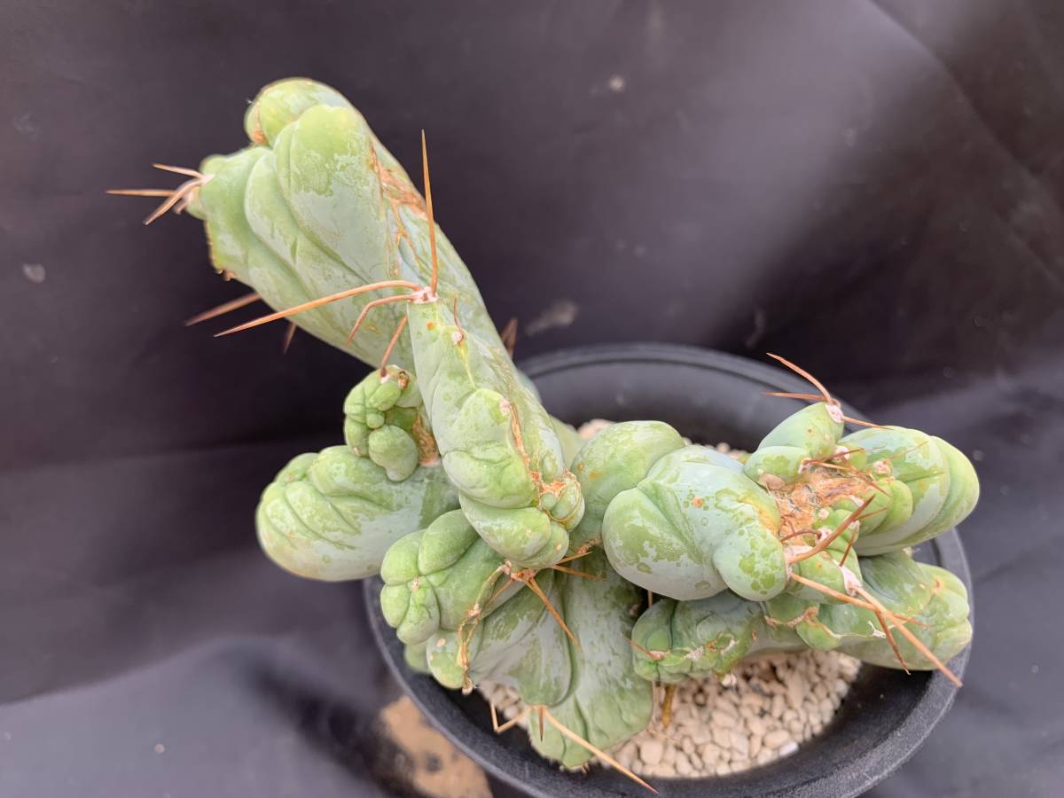 Yahoo!オークション - サボテン・多肉植物 D29 成程柱モンスト