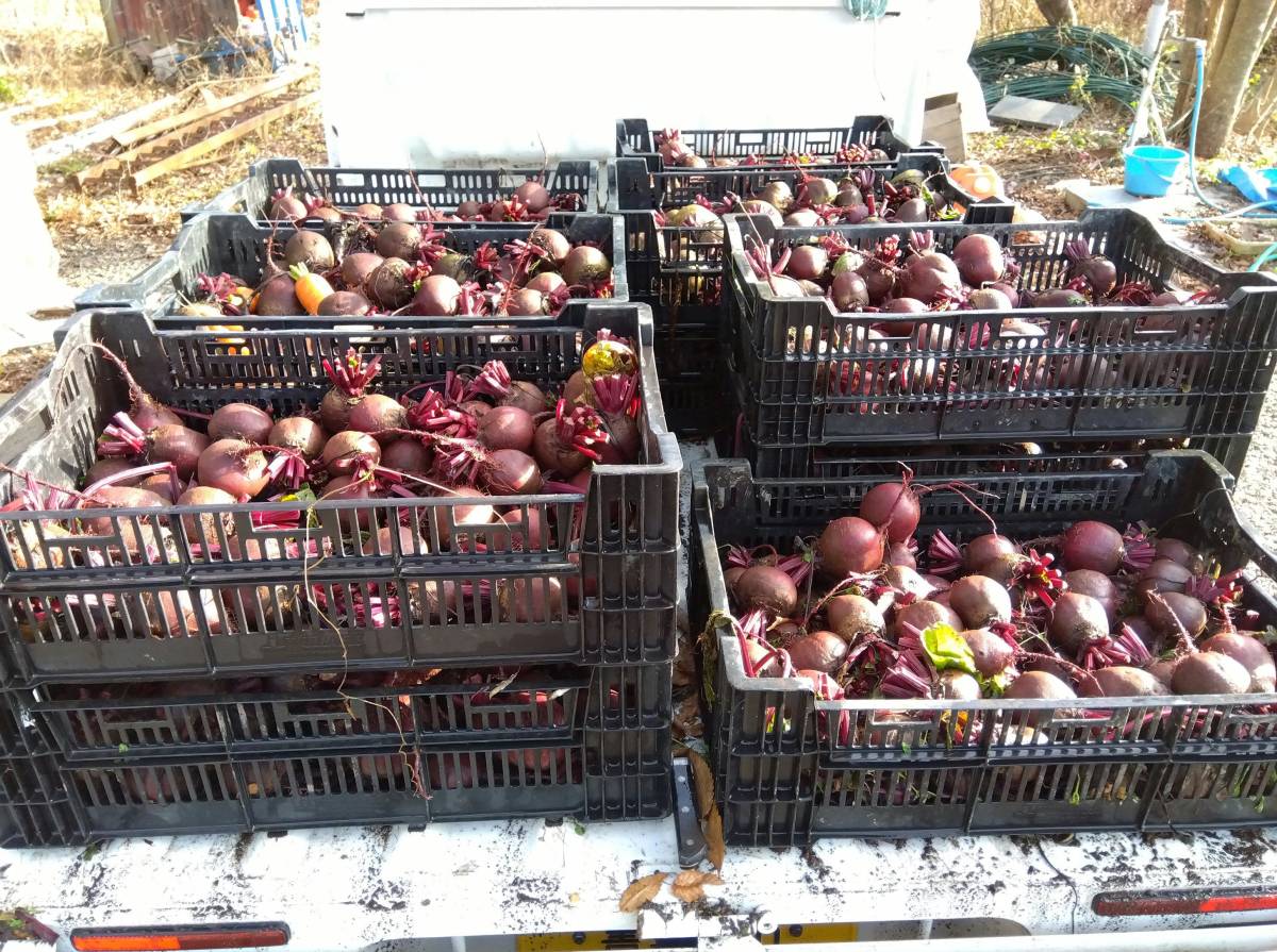 Yahoo!オークション - ビーツL#45 2.3kg 250～360g 2100円送料無料 無...