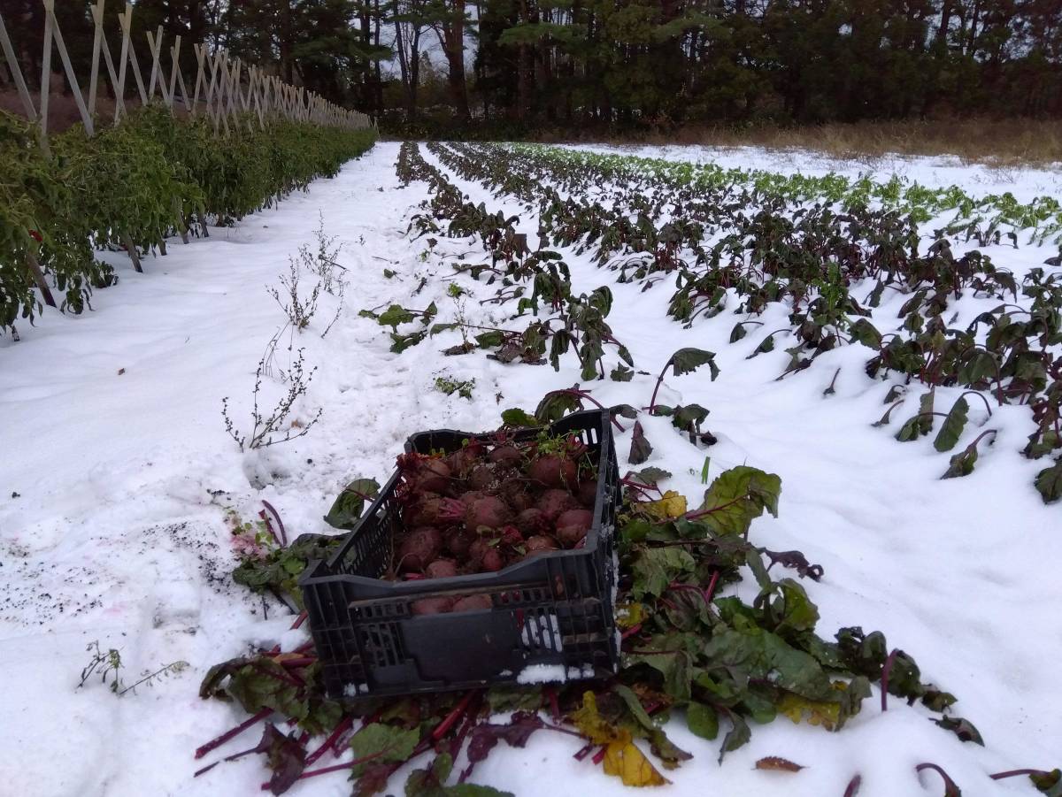 Yahoo!オークション - ビーツ小玉2.6kg#79 90~130g程度 2150円 無農薬...