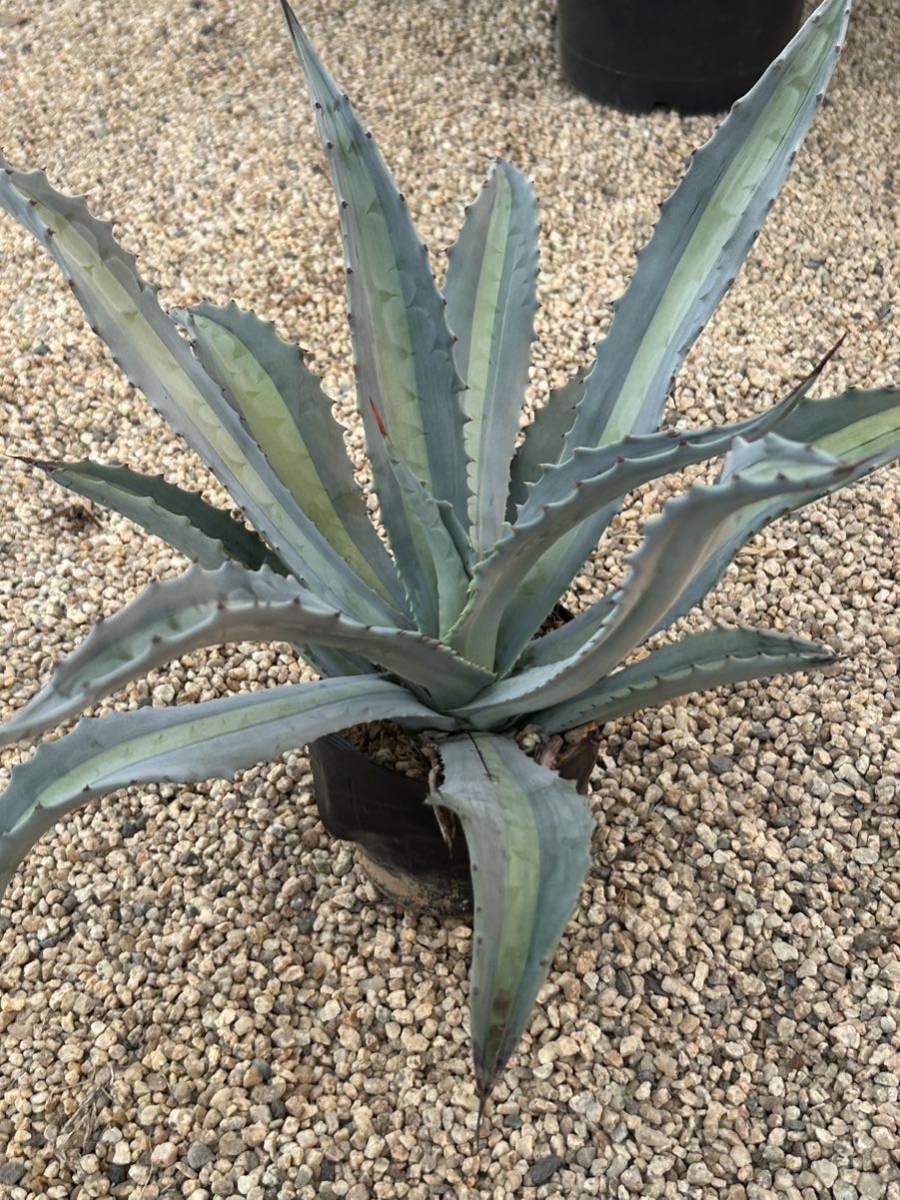Agave americana v.expansa mediopicta pallida アガベ エクスパンサ パリーダ 美株 大株(アガベ)｜売買されたオークション情報、yahooの商品情報 ...