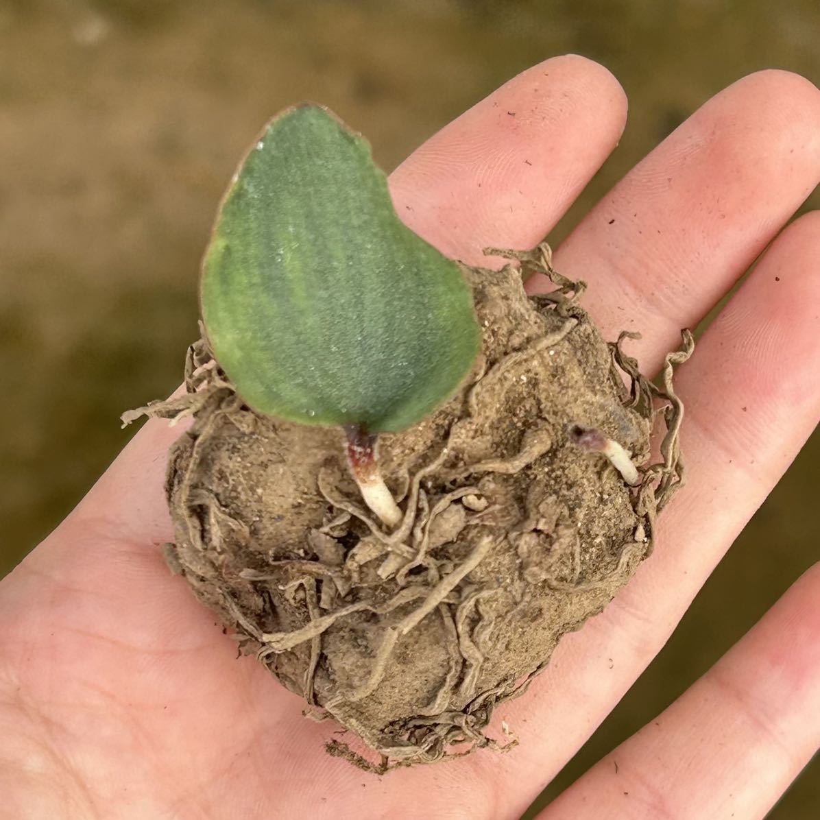 Yahoo!オークション - c364 sp. Aff. Arachnoideum アラクノイデウム ...