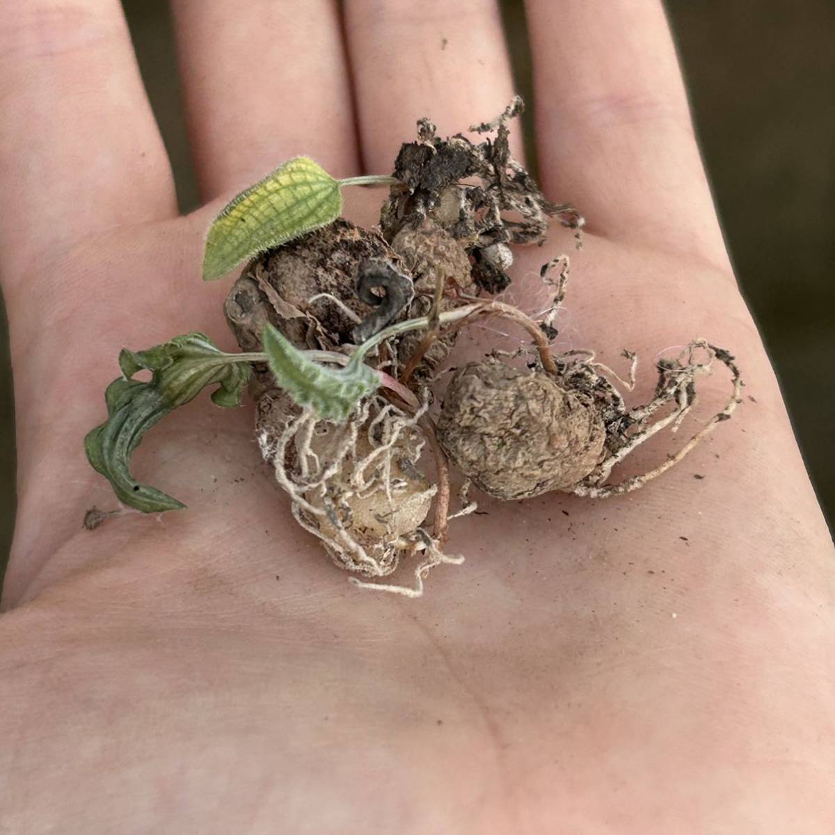 Yahoo!オークション - c389希少サボテン波動霧氷玉 Eriospermum undula...