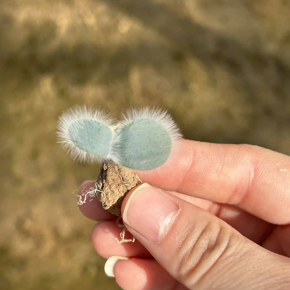 Yahoo!オークション - c406輸入球 ストルマリア ヴィローサStrumaria V...