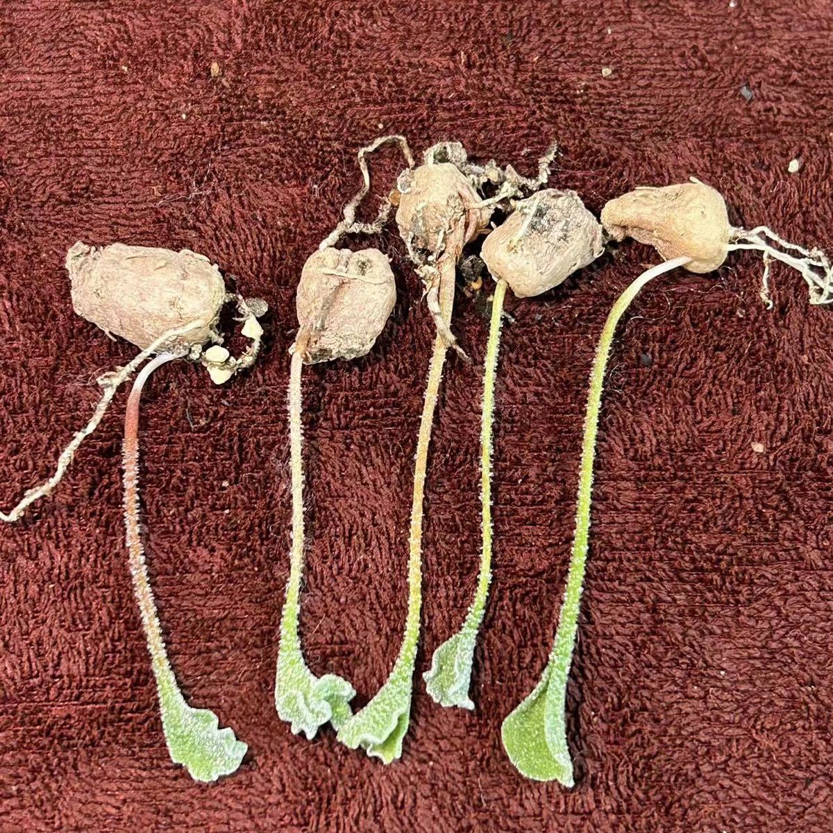 Yahoo!オークション - c323多肉植物 塊根植物 エリオスペルマム・チタ...