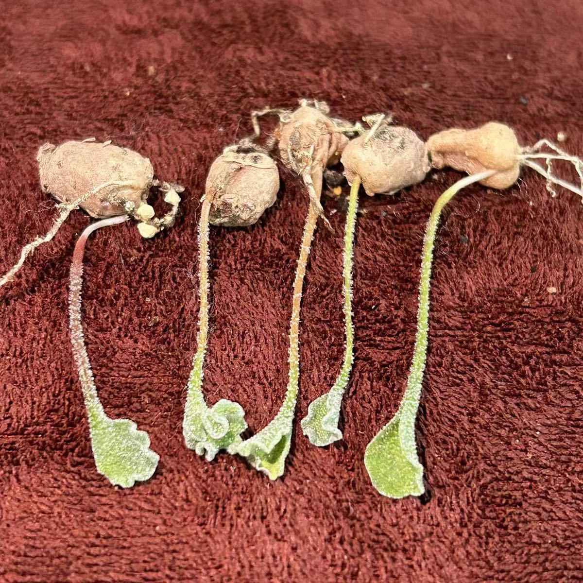 Yahoo!オークション - c323多肉植物 塊根植物 エリオスペルマム・チタ...