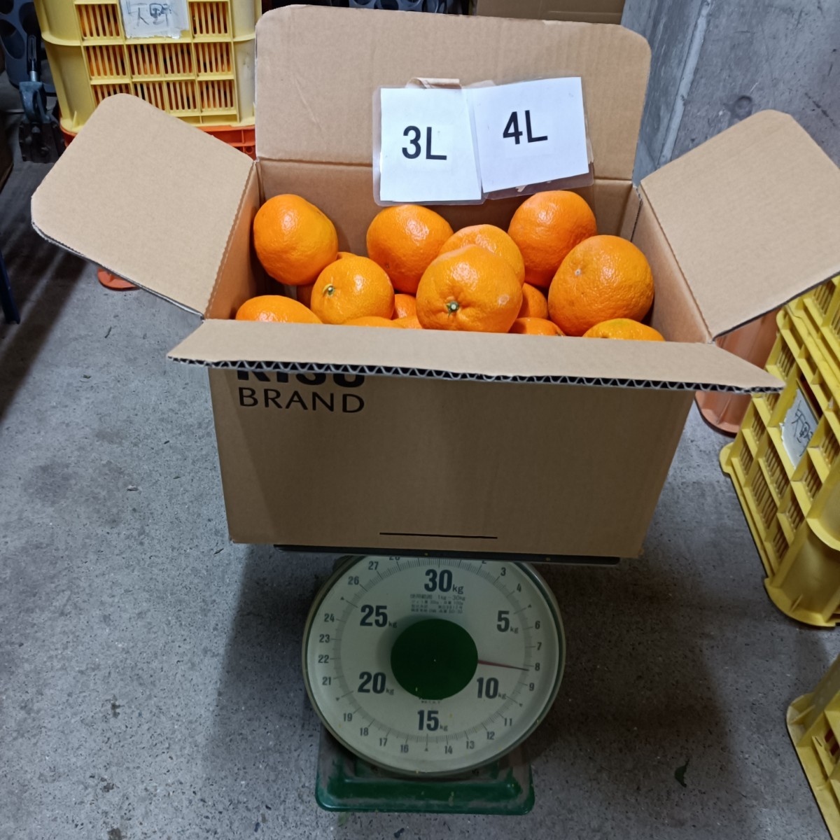 Yahoo!オークション - 愛媛西宇和産 南柑20号みかん 3L-4Lジャンボ 8k...