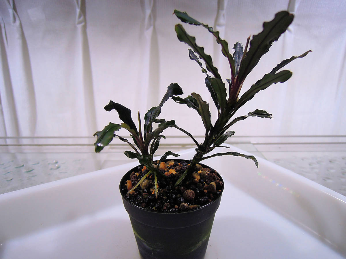 Yahoo!オークション - 1211ブセファランドラsp. " Balai karangan&...