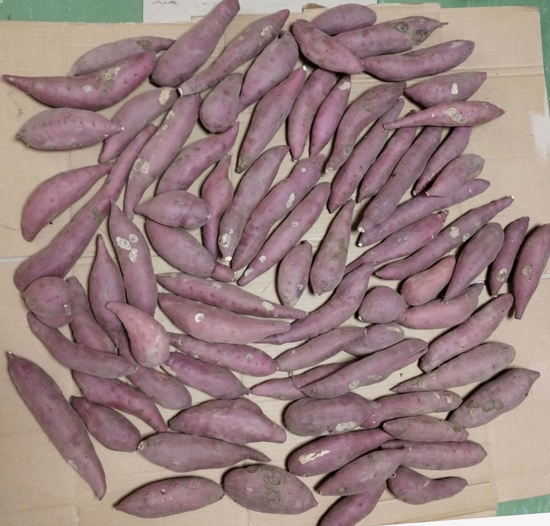 Yahoo!オークション - 訳あり 鳴門金時 2S Sサイズ 箱込み7.4kg