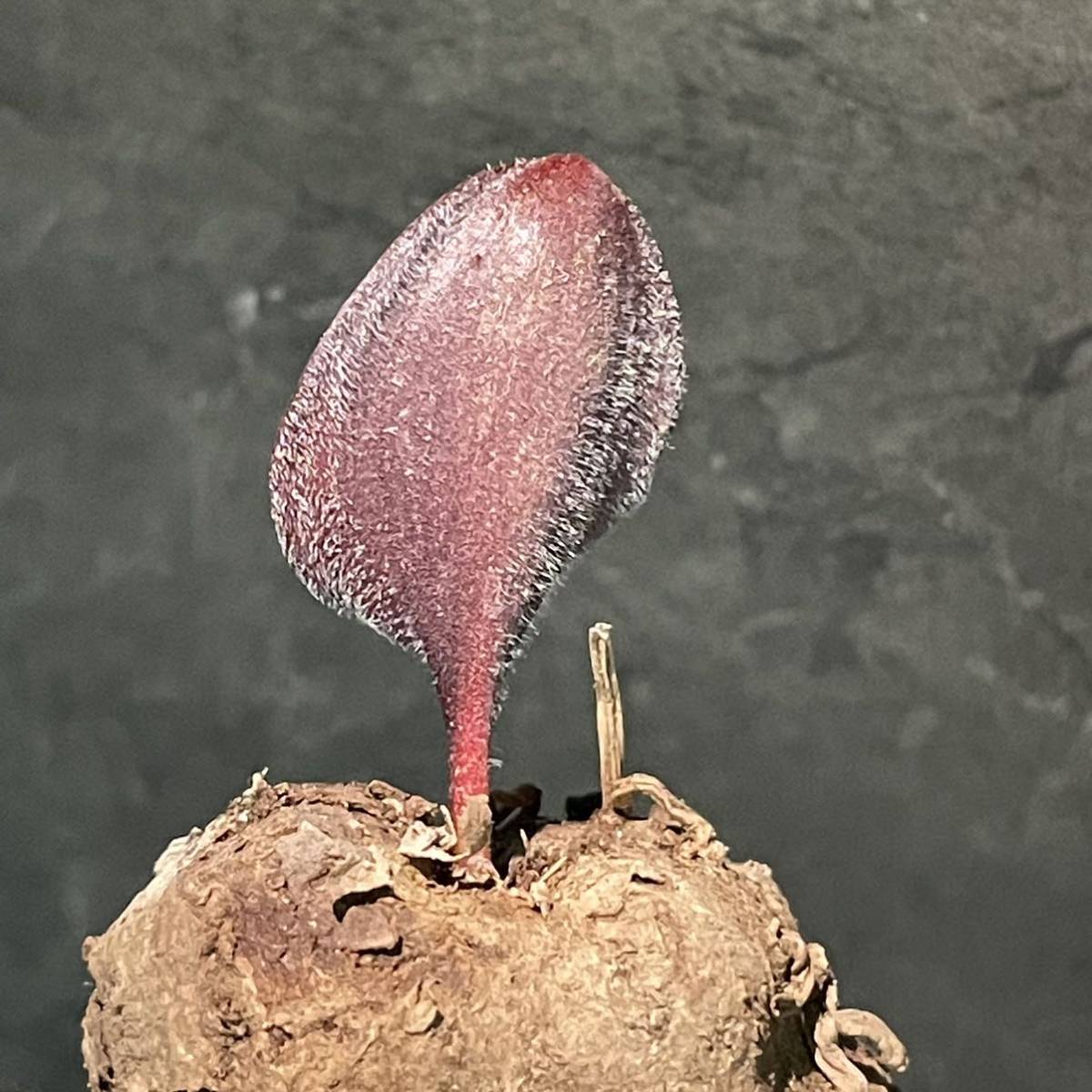 Yahoo!オークション - 【604】sp. Aff. Arachnoideum アラクノイデウム...