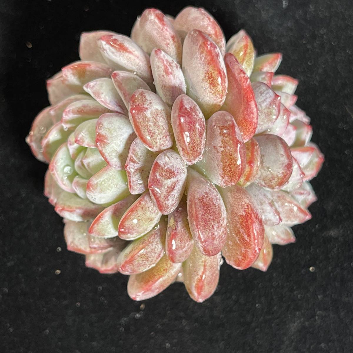 Yahoo!オークション - 35株 K49-2 多肉植物 エケベリアスズメ羽 超美苗...