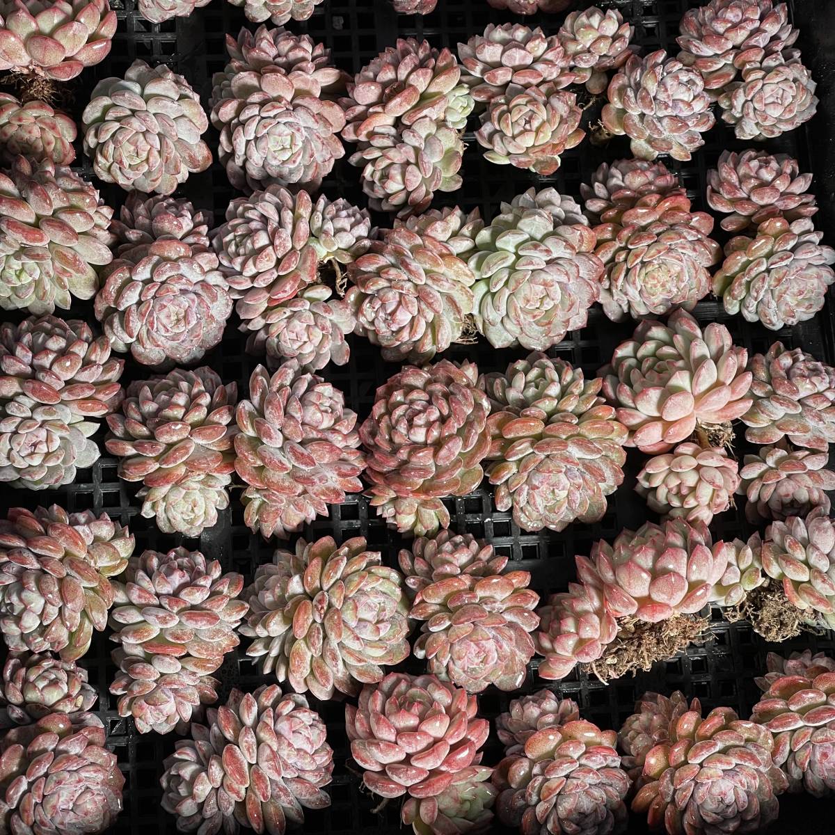 Yahoo!オークション - 35株 K49-2 多肉植物 エケベリアスズメ羽 超美苗...