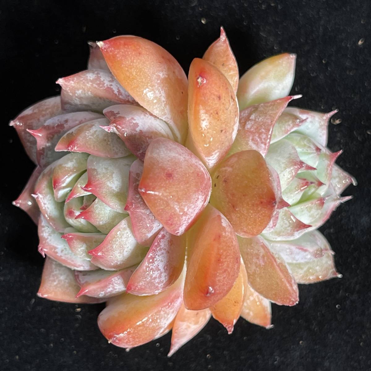 Yahoo!オークション - 16株 K102-4 多肉植物 エケベリアプリズム 超美...