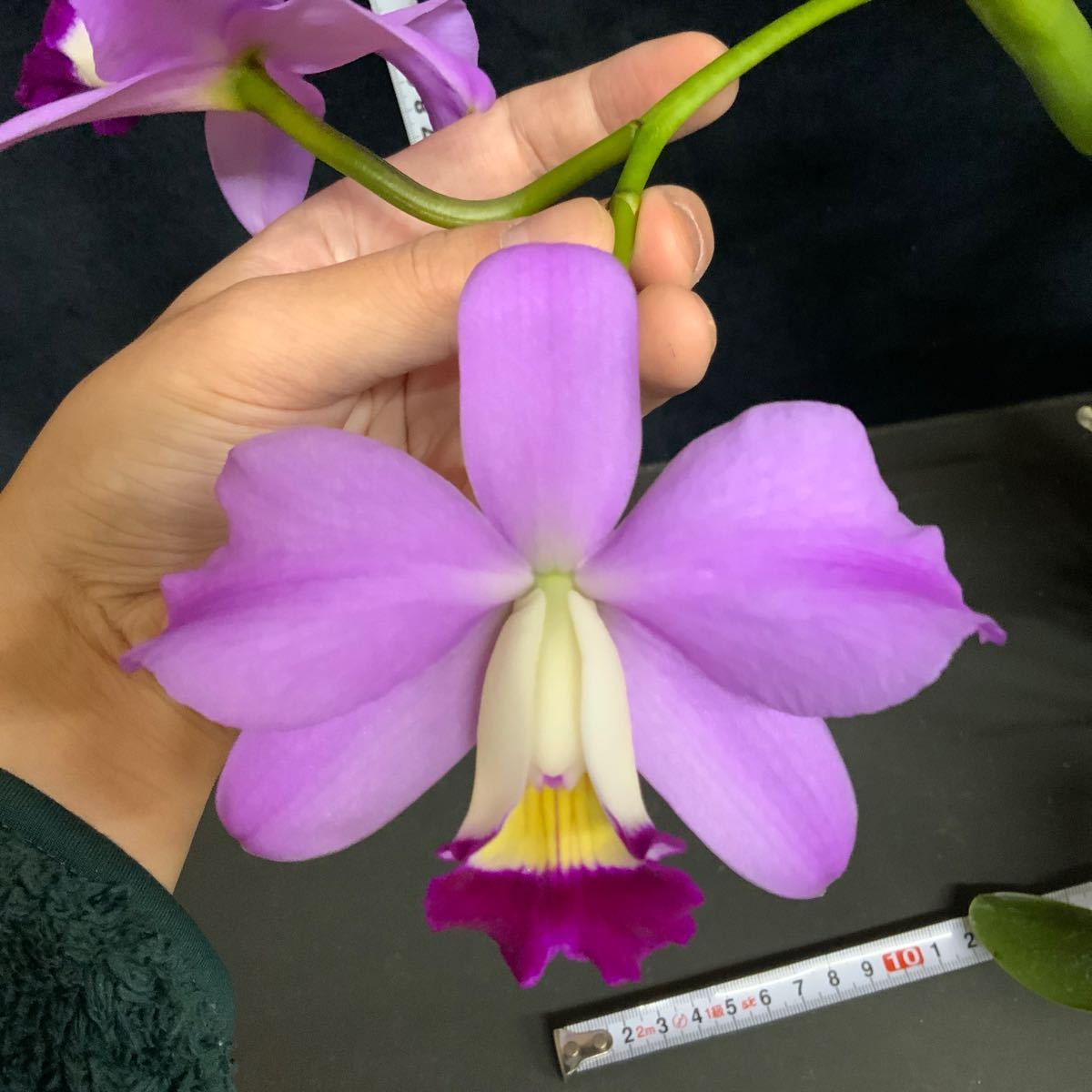 Yahoo!オークション - (^ ^)(7) Cattleya Irene Finney x Cattleya vio...