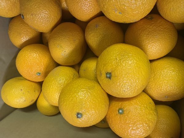 Yahoo!オークション - スイートスプリング 約10kg (S～2Lサイズ・熊本...