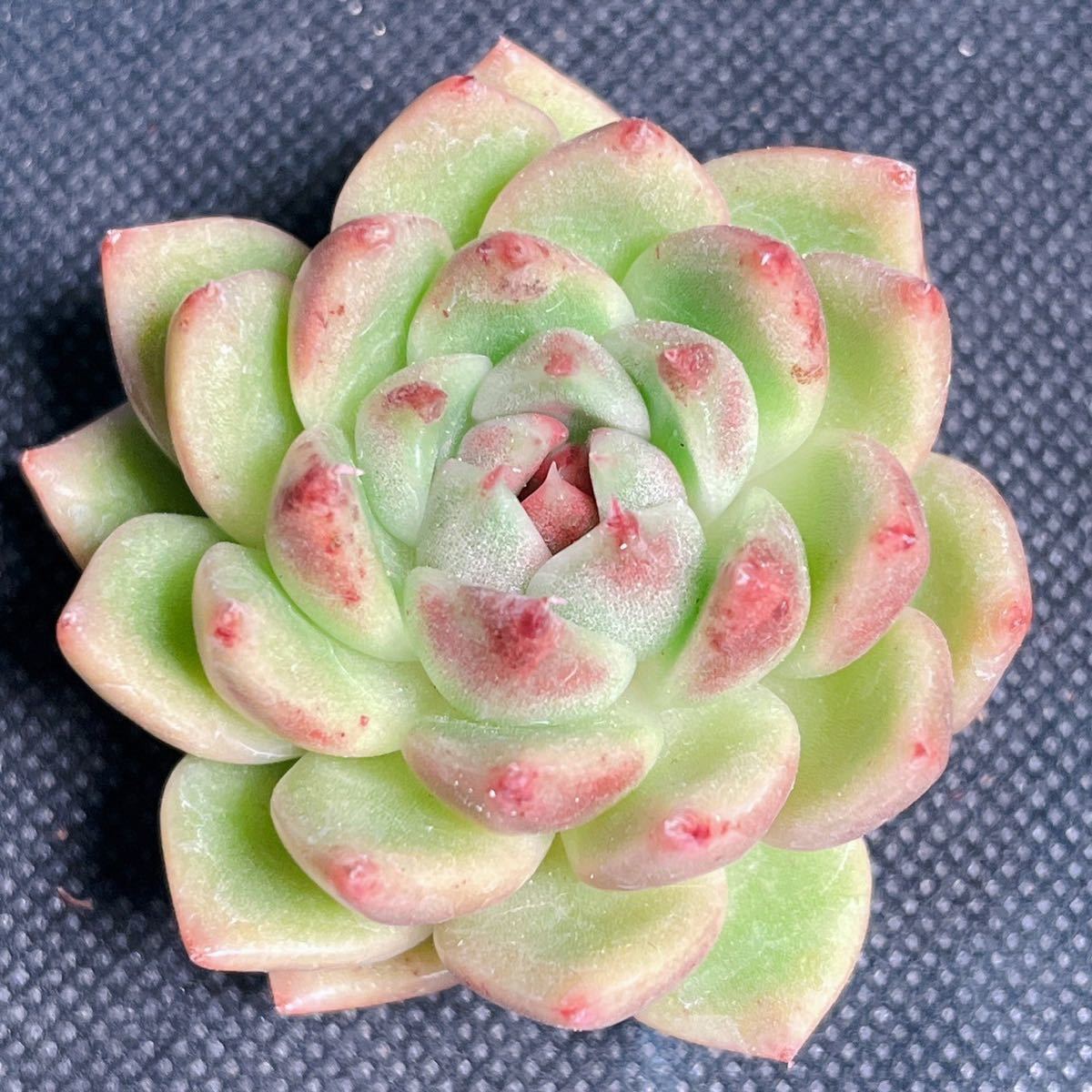 Yahoo!オークション - F19 ダイアキット(ダイアモンド交配種) 韓国苗 ...