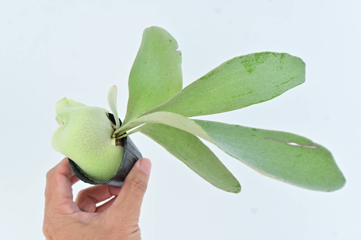 Yahoo!オークション - P.OMO 'Polar Bear' TC② @bikamori.com オモ ポ...