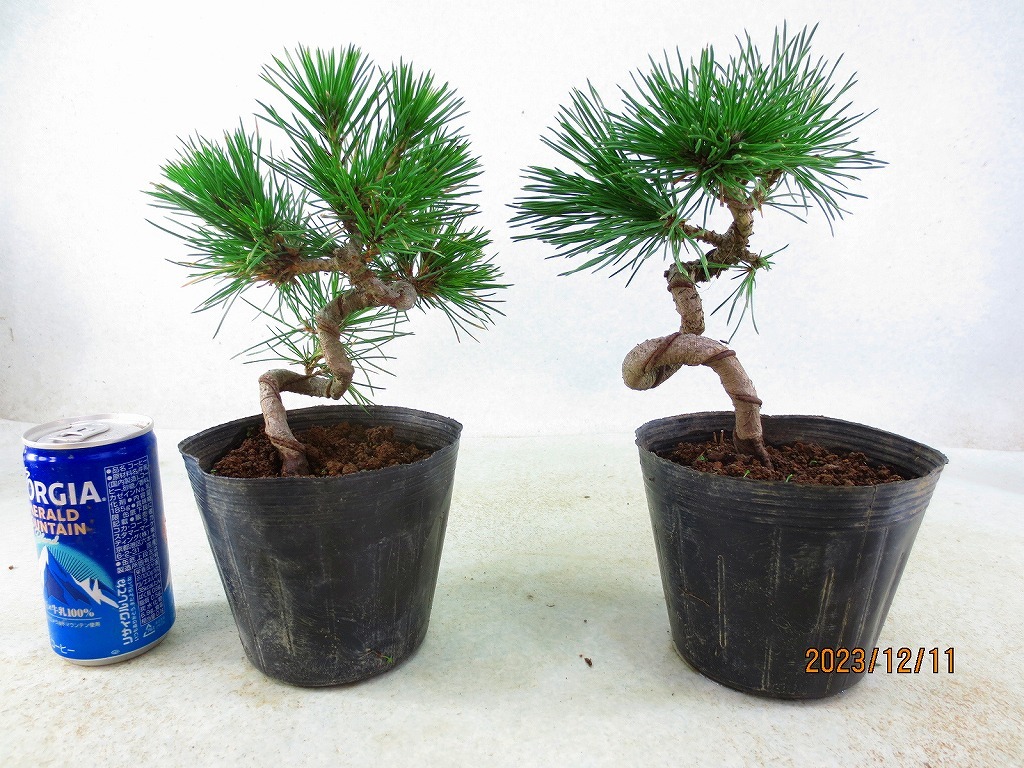 Yahoo!オークション - [讃岐屋緑兵衛]黒松 2点組 針金残(12809)全高 26...