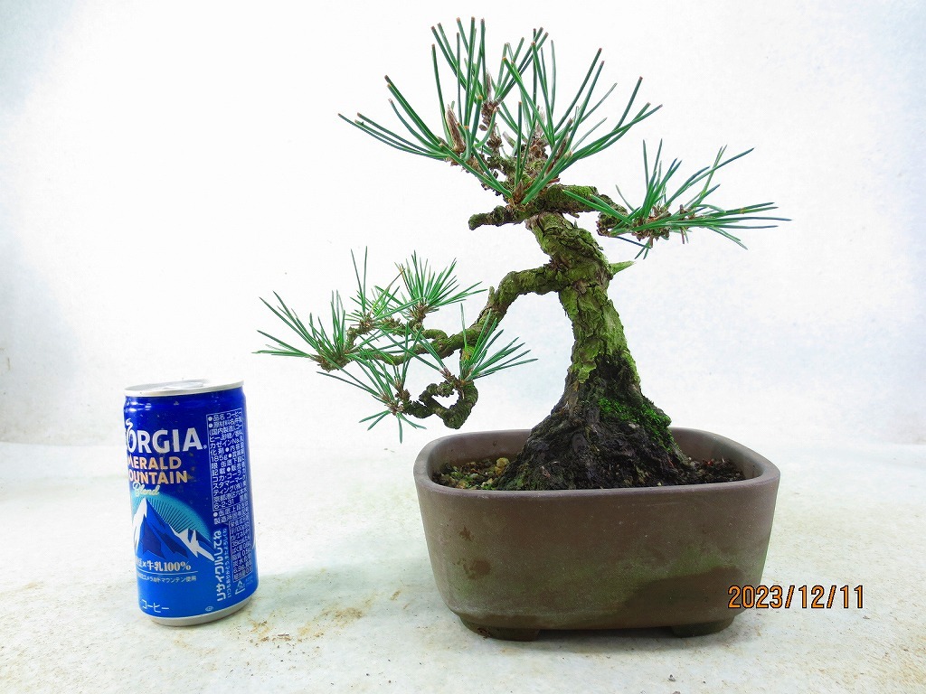 Yahoo!オークション - [讃岐屋緑兵衛]黒松(12817紫泥撫鉢)全高 25㎝ 同...