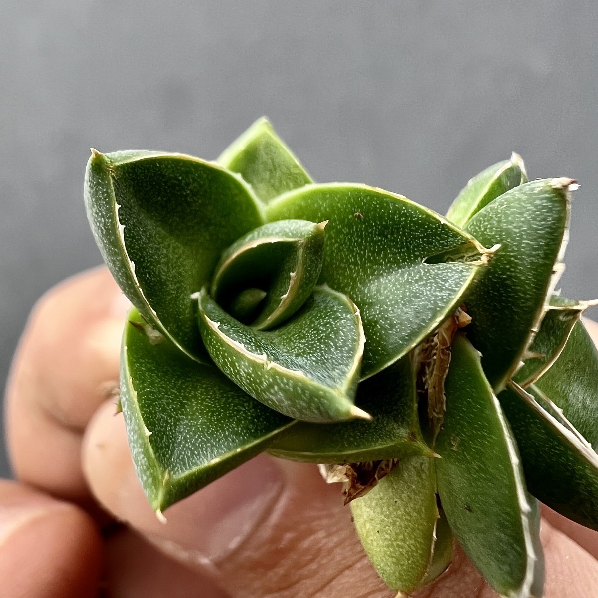 Yahoo!オークション - B33-10 多肉植物アガベ 王妃A型 笹の雪 2頭極上...