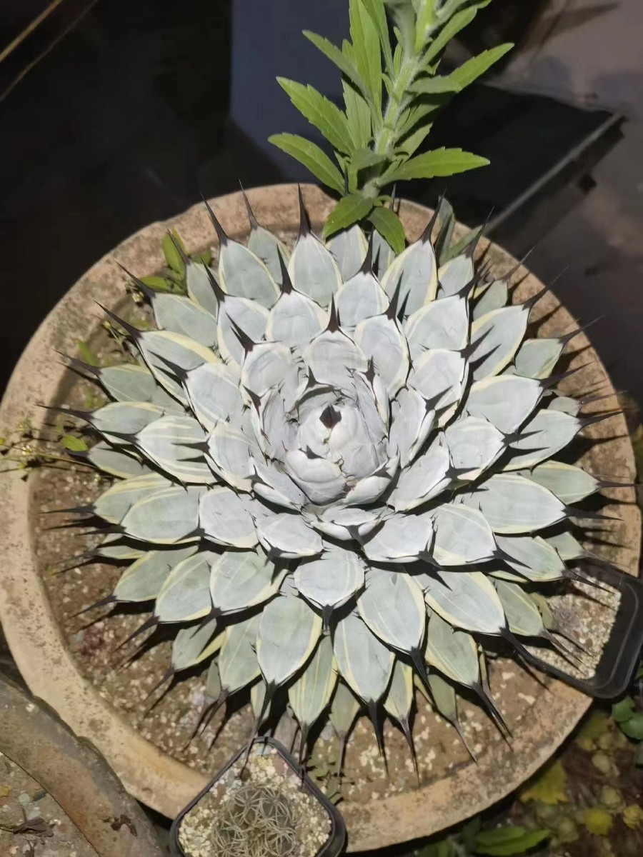 Yahoo!オークション - B26-28 多肉植物 アガベ マクロアカンサ錦 陰陽...