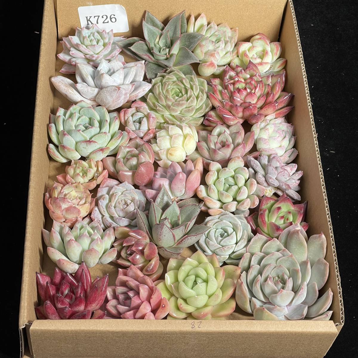 Yahoo!オークション - 53株 K726+K727 多肉植物 エケベリア属 Echeveri...