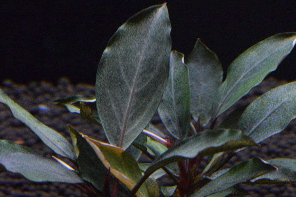 日本代購代標第一品牌【樂淘letao】－【TB便】Bucephalandra sp. Pearl gray 『パールグレイ』